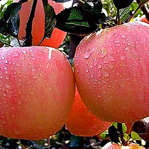 40+ Apple Tree Fruit Seeds Bonsai Garden Yard Outdoor Living Fruit Plant Home Garden