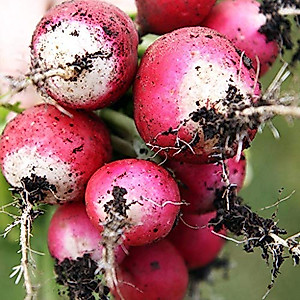 "Sparkler White Tip" Radish Seeds for Planting, 100+ Heirloom Seeds Per Packet, (Isla's Garden Seeds), Non GMO Seeds, Botanical Name: Raphanus sativus, 90% Germination Rate