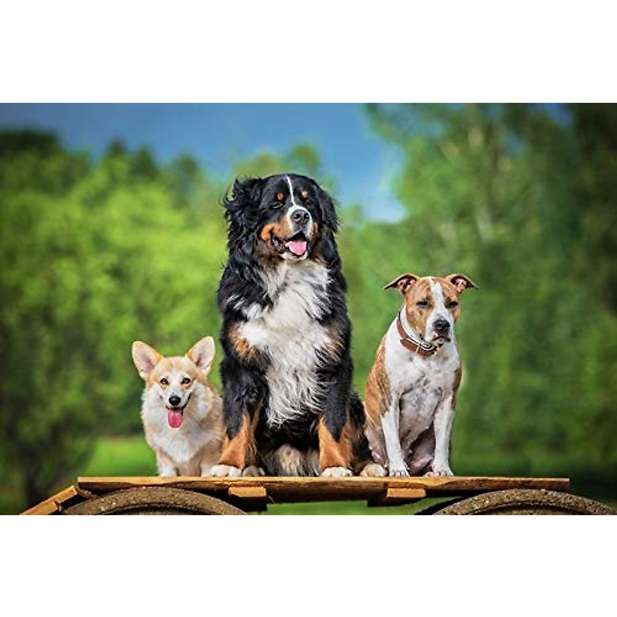 Dog Skin Vitamin - Dogs Total Health Control - Immune Support - Hair Skin Nails Oral Eye Health Formula - Dog Calcium Vitamins - 3 Bottles (180 Treats)