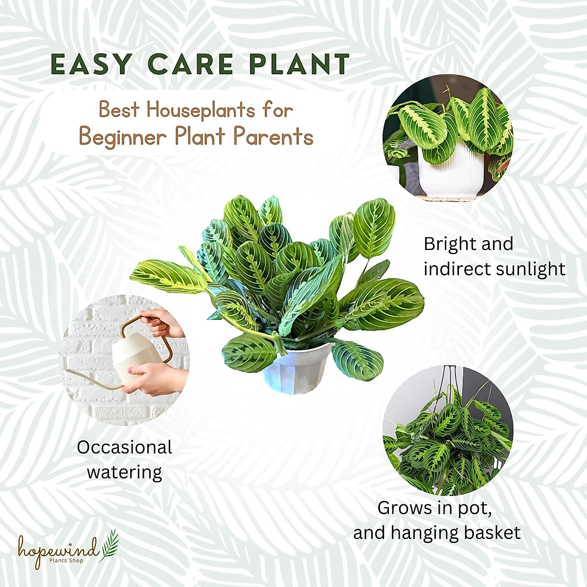 Hopewind Plants Shop- Lemon Lime Prayer Plant, Lemon Lime Maranta, Popular and Attractive houseplant, Gorgeous Live Indoor Plant, Easy to Care and Rare Variety Green Thumbs Up 4 inch Pot