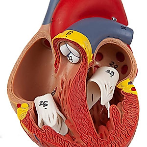 Axis Scientific Heart Model, 2-Part Deluxe Life Size Human Heart Anatomical Replica, 34 Anatomical Structures, 3D Heart Model Anatomy, Magnetic Design, Mounted Display Base, Detailed Product Manual