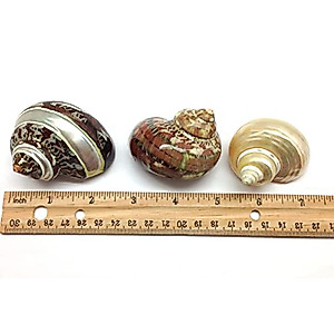 PEPPERLONELY 3 PC Natural Large Mixed Turbo Sea Shells, Hermit Crab Shells, 2 Inch ~ 3 Inch