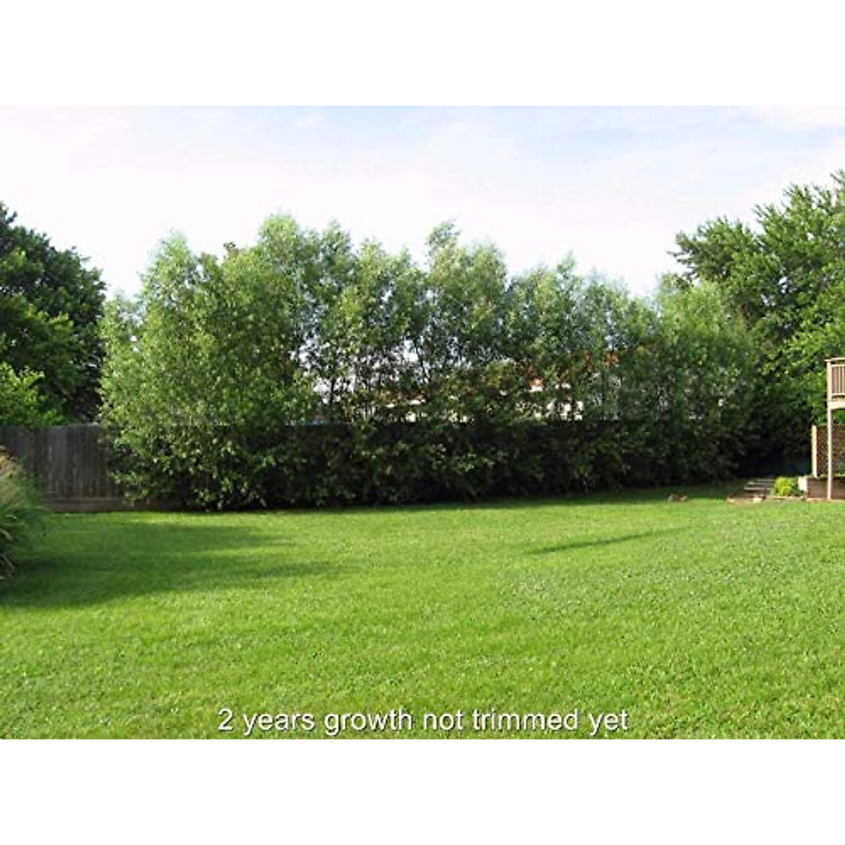18 Hybrid Willow Trees - Privacy Trees Fast Growing - Great Visual and Sound Barrier - Growing Tutorial Video Link