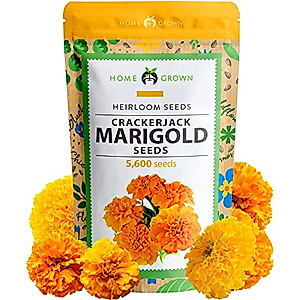Marigold Seeds Bulk Mix - 5600+ Crackerjack Marigold Flower Seeds for Planting Outdoors - Flowers Seed for Companion Planting - Wildflower African Marigold Seeds (Tagetes erecta)
