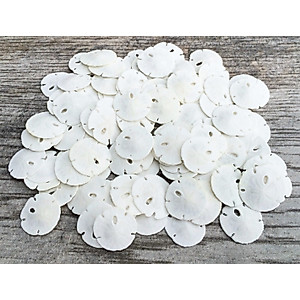 Sand Dollar | Real Natural Sand Dollars Under 1 Inch (Set of 100) | Small White Sand Dollar Shells for Weddings and Craft | Plus Free Nautical eBook by Joseph Rains