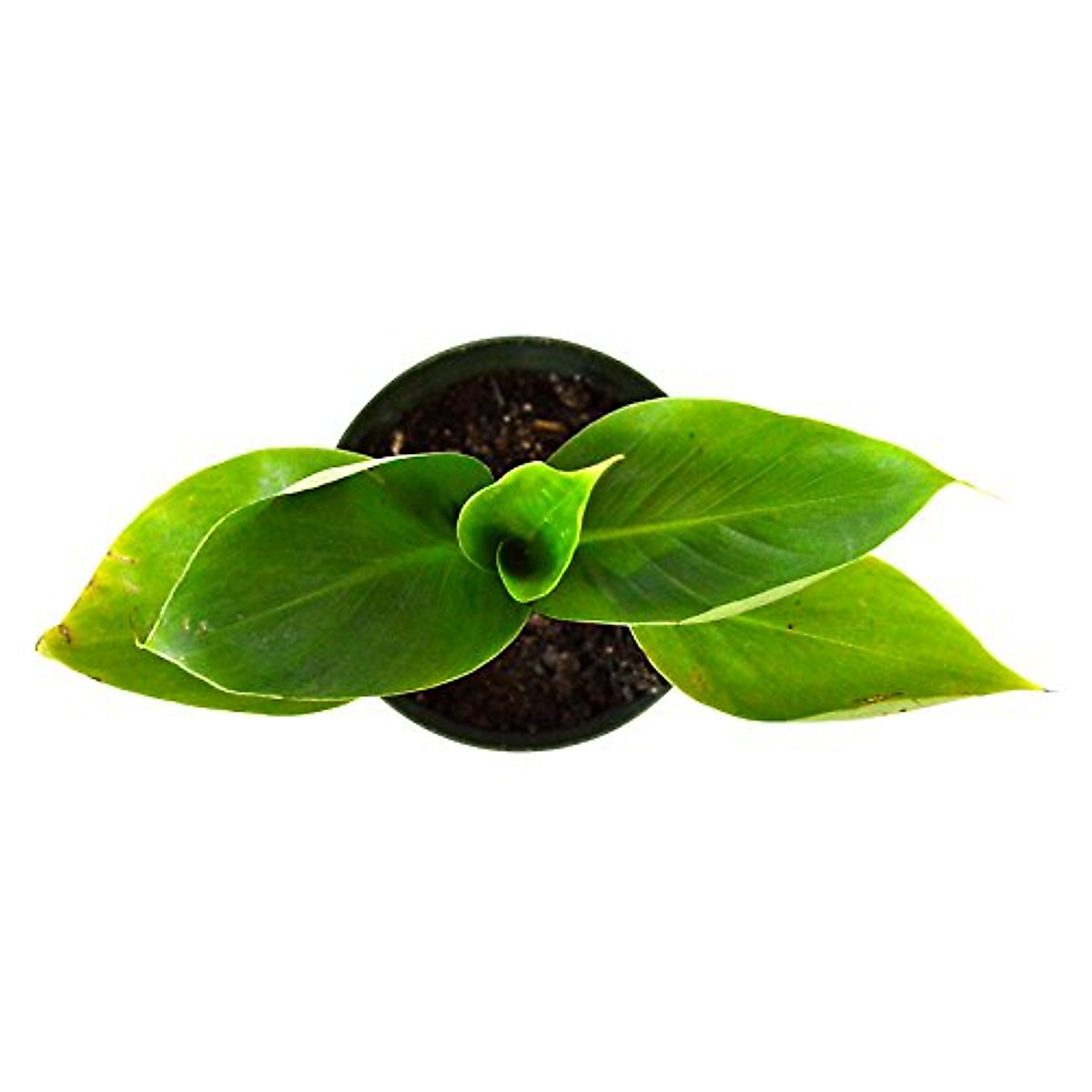 9Greenbox - Dwarf Banana Plant - 4" Pot - Live Plant