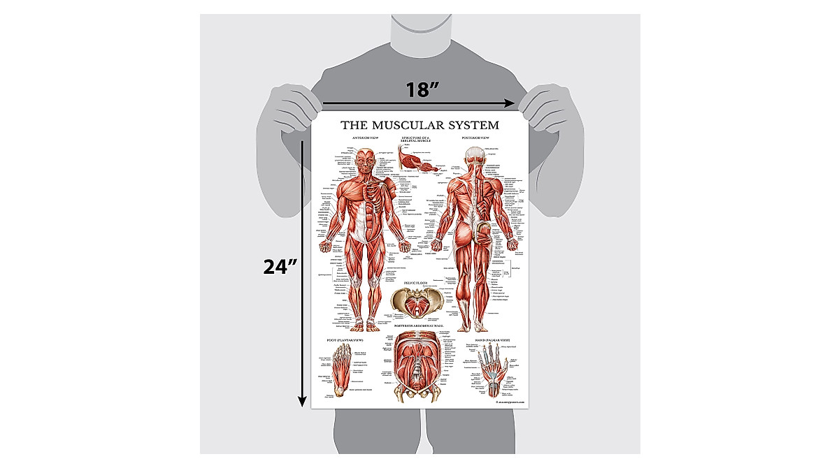 Palace Learning Anatomical Poster Set - 4 Pack