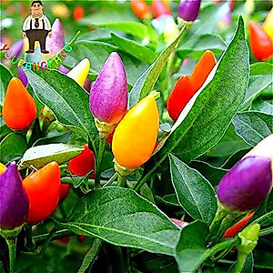 Heirloom Thai Sun Hot Pepper Seeds Capsicum Annuum Ornamental Plants Chili Seeds 100 Pcs Bonsai Tree For Garden Vegetable Seed Yellow