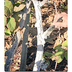 IV Organic 3-in-1 Plant Guard, 1 Pint (Green)