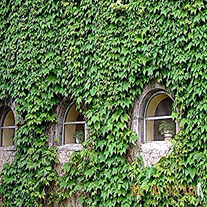 Mix, Red,Yellow,White,Onion Sets, (40 Bulbs) Garden Vegetable