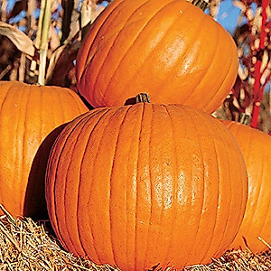 Seeds of Change Certified Organic Howden Pumpkin
