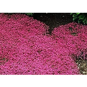 1000 Creeping Thyme Seeds - Thymus Serpyllum- Perennial Ground Cover