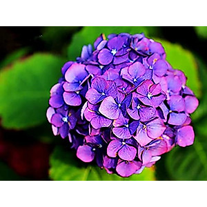 Hydrangea Macrophylla Seed Bonsai Flower Plant Four-Season Blossoms - 50 Pcs Seeds