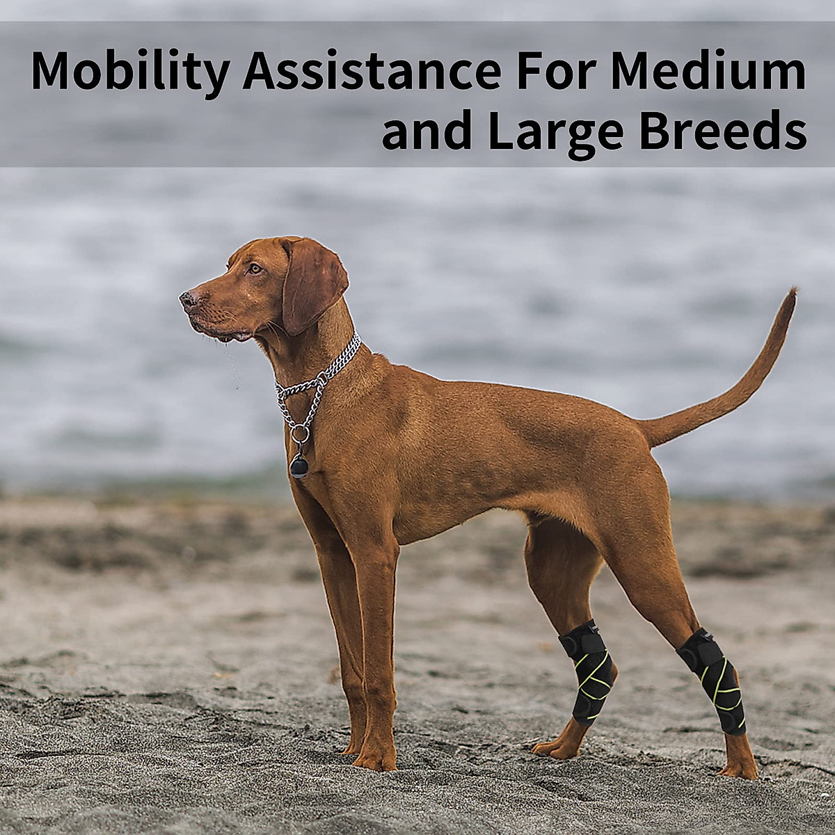 PETNEDO Dog Canine Rear Leg Hock Joint Brace, Pair of Dog Leg Double Compression Brace with Metal Spring Strips, Protects Hind Leg Wounds, Injuries and Sprains Helps Arthritis-L