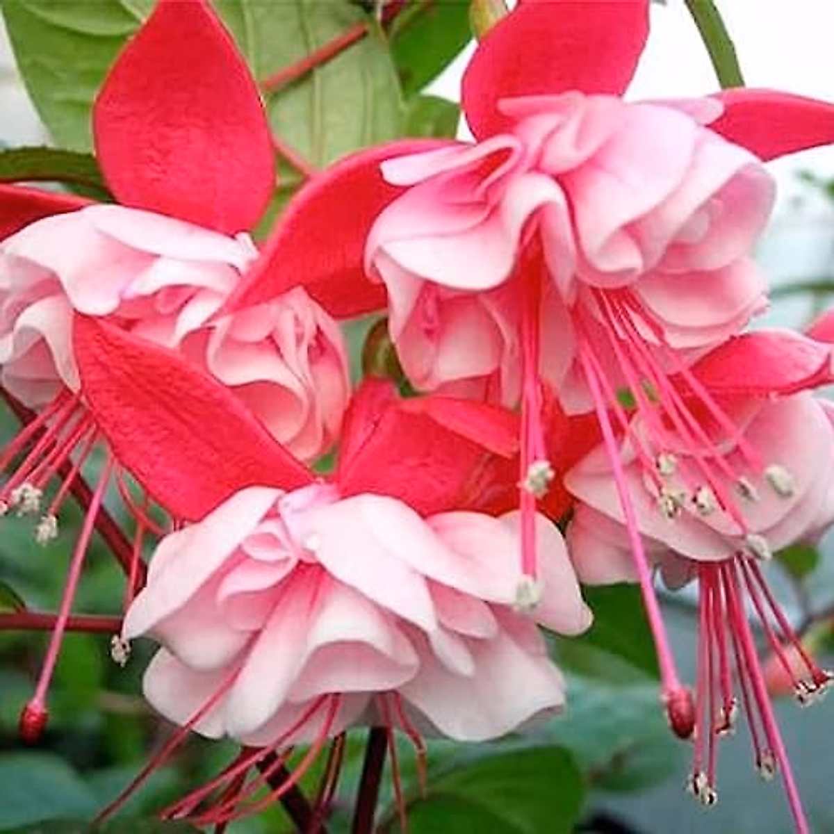 CHUXAY GARDEN Red Pink Fuchsia Seed 200 Seeds Heirloom Showy Accent Plant Exotic Charm Pendulous Bloom Lovely Native Wildflower Perfect for Hanging Basket and Containers Decor Garden