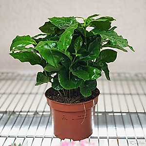 SeedsUP - 5+ Seeds Arabian Coffee Tree (Mountain Plant) - Tree Dwarf