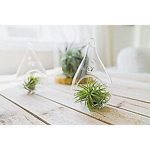 12 Pack Assorted Ionantha Air Plants - Wholesale and Bulk - Succulents - Live Tillandsia - Easy Care Indoor and Outdoor House Plants