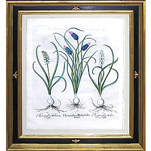 Hyacinthus Botryoides Maior