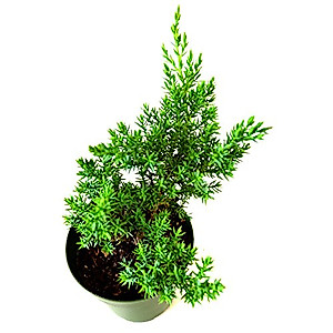 9Greenbox Juniper Procumbens Nana Bonsai Starter Plant,3 Pound (Pack of 3)