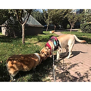 YUCHIYA Dog Poop Bag Dispenser with Flashlight|Dog Poop Bag Holder with Leash Clip|Hands-Free Leash Poop Bag Holder with Straps and 1 Roll Dog Waste Bags (Crystal Blue)