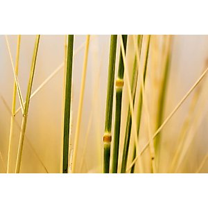 Posterazzi DPI12513680 Extreme Close-up of Tall Grasses in Gold and Green Naramata, British Columbia, Canada Photo Print, 19 x 12, Multi