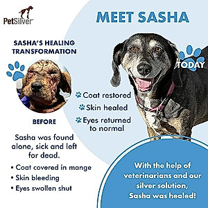 PetSilver Wound Gel with Complex AG21 | Chelated Silver 200 ppm | Dog & Cats |Wounds | Hot Spots | Itches | Skin Irritations | Burns | Rashes | Sores | Homeopathic | 4oz