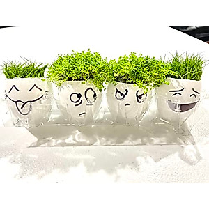 The Sun Ave Dwarf Baby Tears Hemianthus Callitrichoides HC Live Aquarium Plants Freshwater Fish Tank