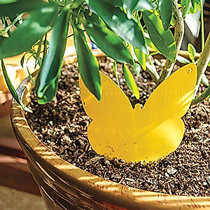 Gardens Alive! Pot Stickers for Small Flying Insects (Pkg of 10)