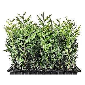 Thuja Arborvitae Green Giant Qty 40 Live Trees Evergreen Privacy