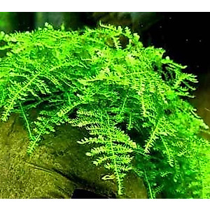 Marcus Fish Tanks Christmas Moss Vesicularia Montagnei Live Freshwater Aquarium Plant Live Aquarium Moss Buy 2 Get 1 Extra