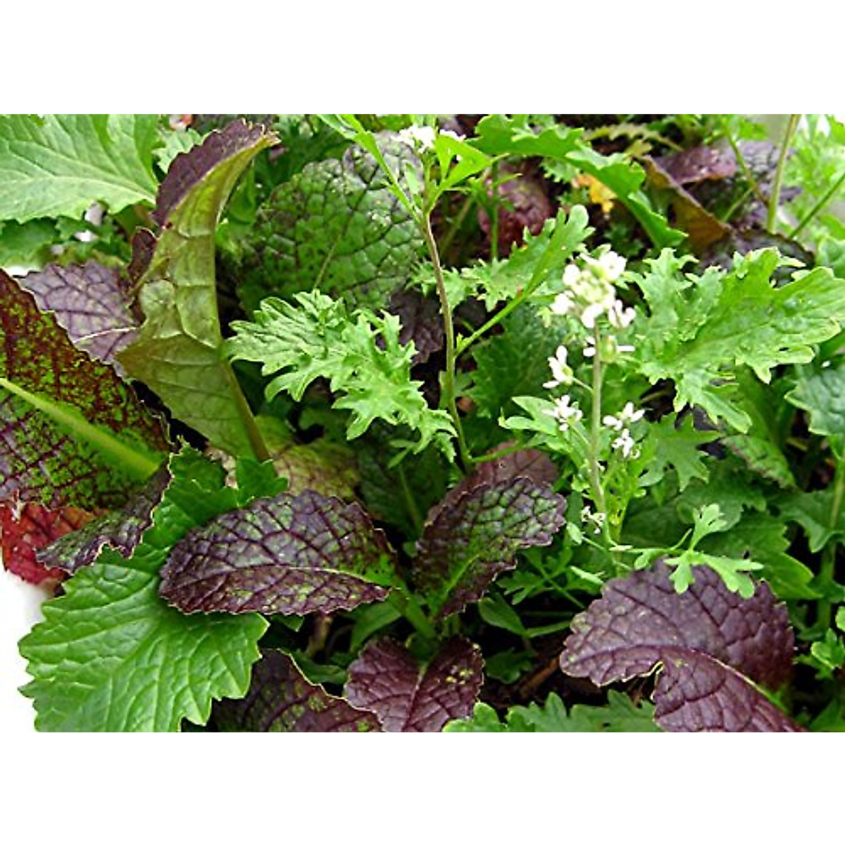 This is a Mix!!! 2000+ Seeds Microgreens Mix 40 Varieties - About 1 oz. - Superfood Seeds Heirloom Non-GMO Delicious Easy to Grow! from USA Fresh and Tested Seeds!