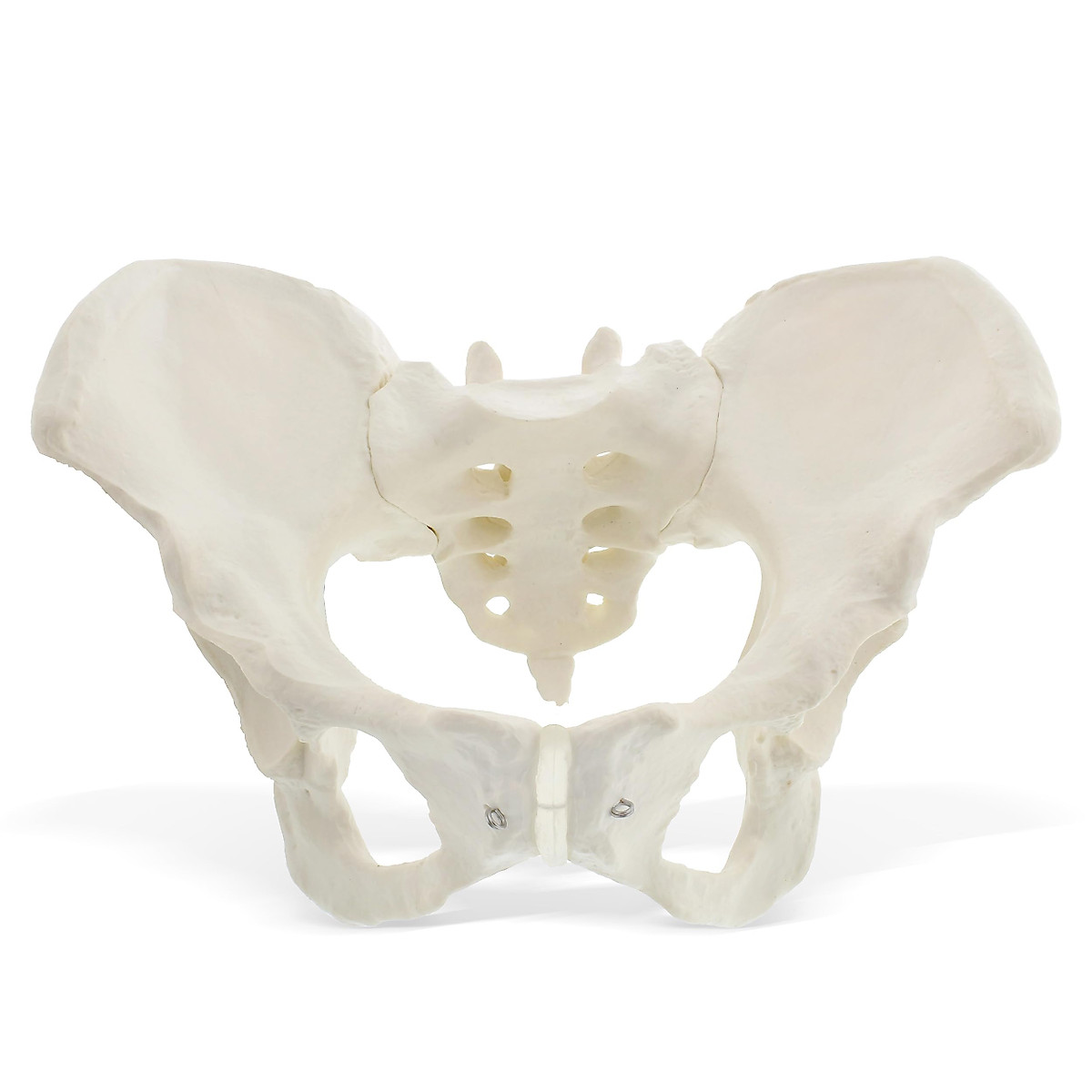 MonMed Life Size Female Pelvis Model, Hip Model – Female Anatomy Model, Hip Bone Pelvic Model Female Anatomical Model