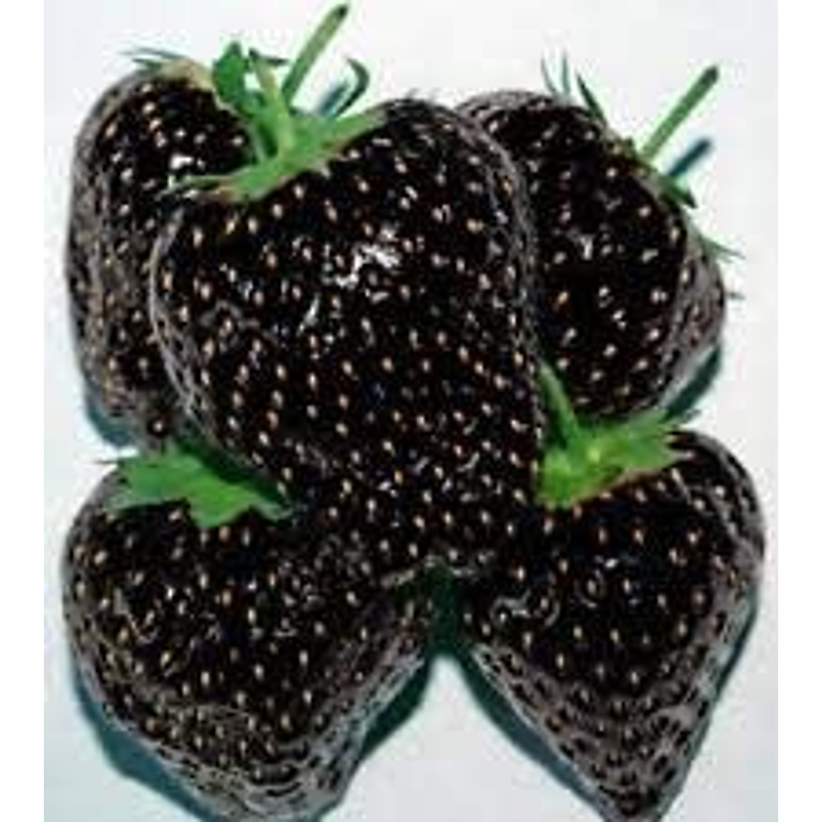 MITRAEE 100 Strawberry Fruits Seeds Black.