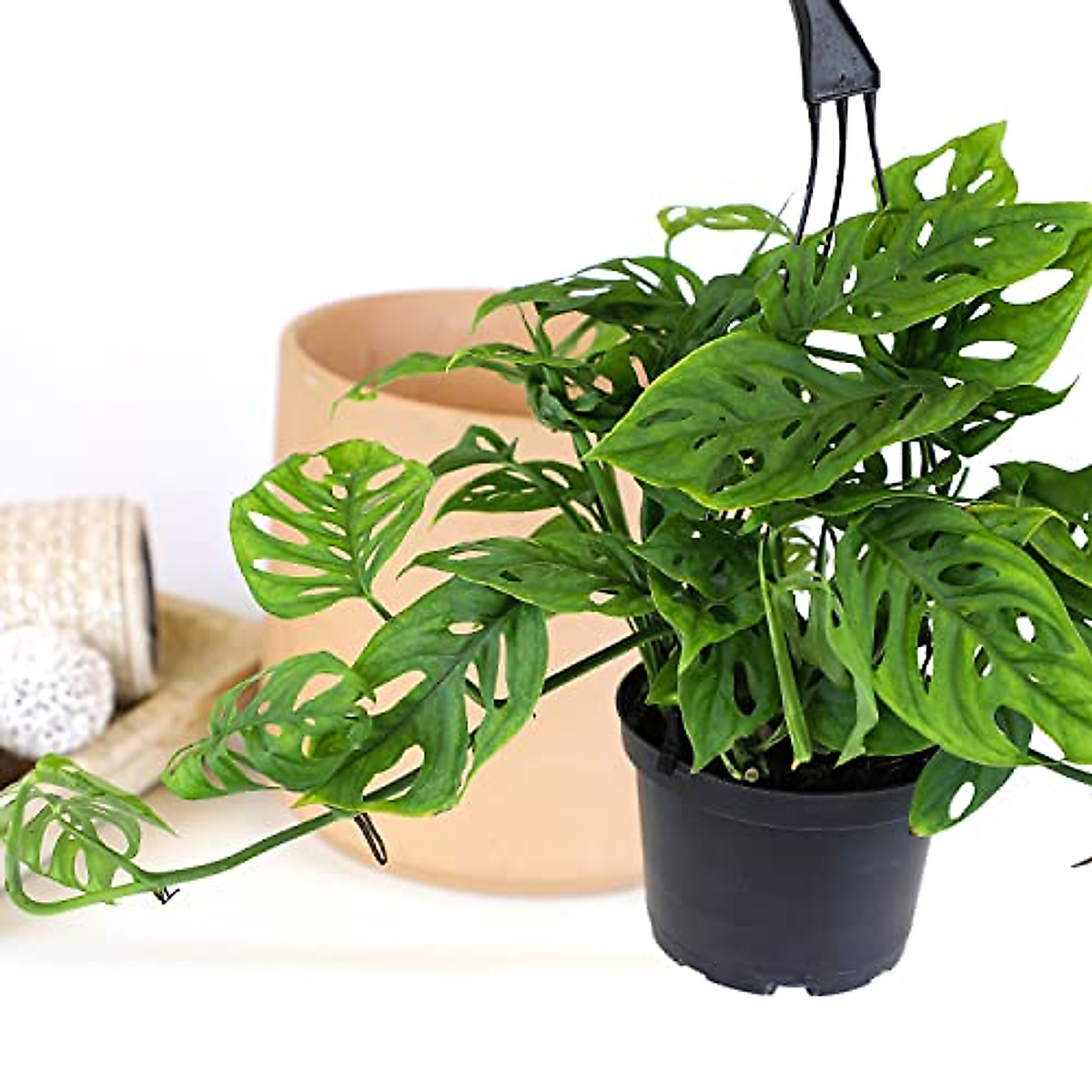6" Swiss Cheese Plant Monstera Adansonii Live Plant Hanging Basket, Swiss Cheese Monstera Plant Live House Plants Indoors Live Plants Indoor Plants Live Houseplants Live Indoor by Plants for Pets