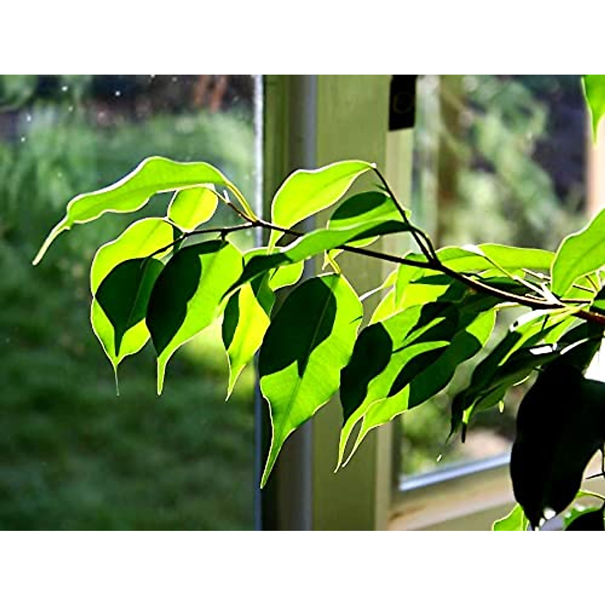 Ficus Benjamina Bonsai Weeping Fig Tree 20+ Seeds for Planting Non-GMO Houseplant