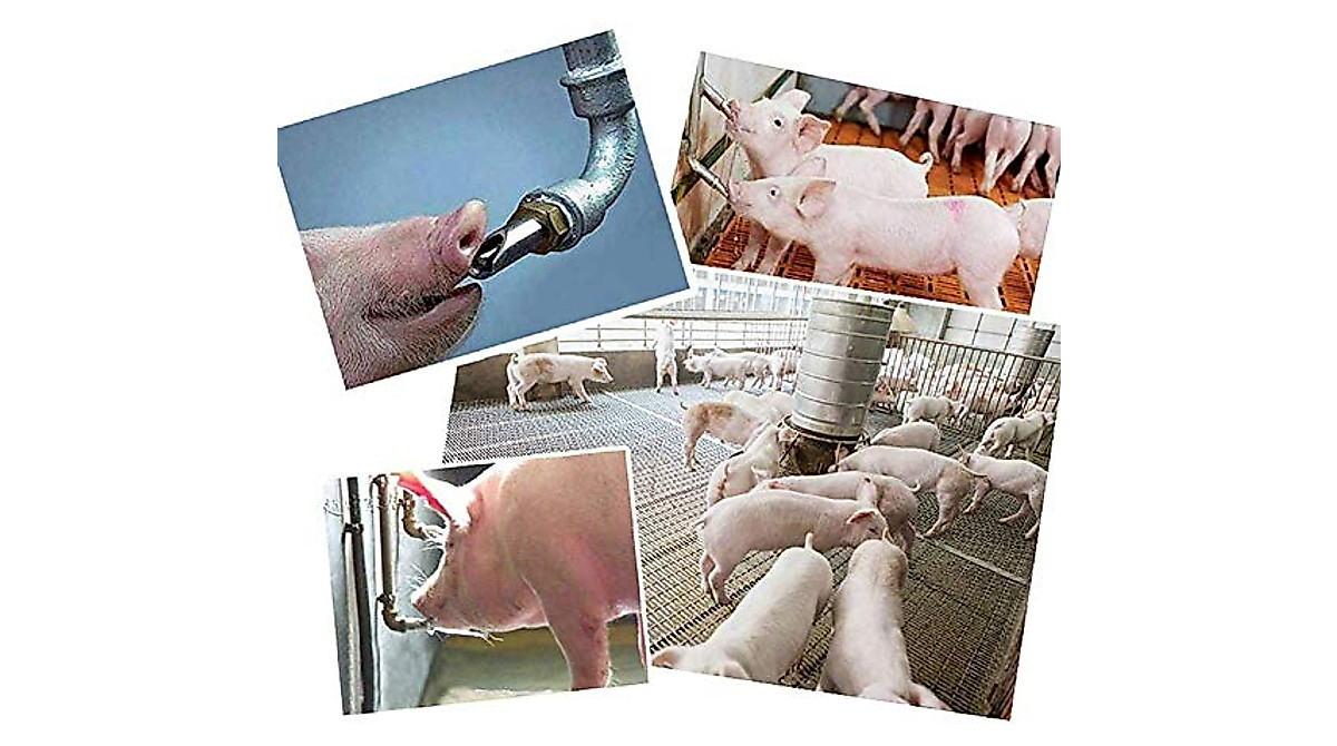 MIZORLIE Automatic Pig Waterer - Pack of 5