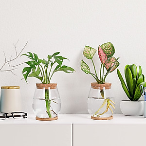 onepeng Propagation Stations, 2 Pcs Glass Planters with Wooden Tray & Lid, 5.2x4.2 inches, for Hydroponic Plants, Home Decor, Gardening Gifts for Women