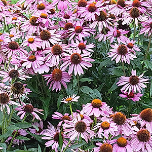 Bravado Echinacea Flower Garden Seeds (Purple Coneflower) - Packet of 100 Seeds - Perennial Flower Gardening Seed - Echinacea purpurea