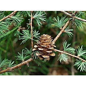 25 JAPANESE LARCH TREE Conifer Pine Cones Bonsai Larix Kaempferi Seeds