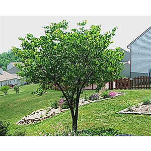 1105-Eastern Redbud Tree (Cercis Canadensis ‎) Seeds by Robsrareandgiantseeds UPC0764425786986 Non-GMO,Organic,USA-Grower,Bonsai, 1105 Package of 25 Seeds