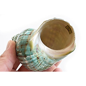 XX-Large Polished Jade Turbo (4 - 4 1/2") 2" Opening Beach Crafts Nautical Decor Large Hermit Crabs - Florida Shells and Gifts