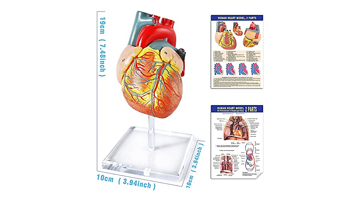 Human Heart Model for Anatomy - 2-Part Life Size Cardiac Tool