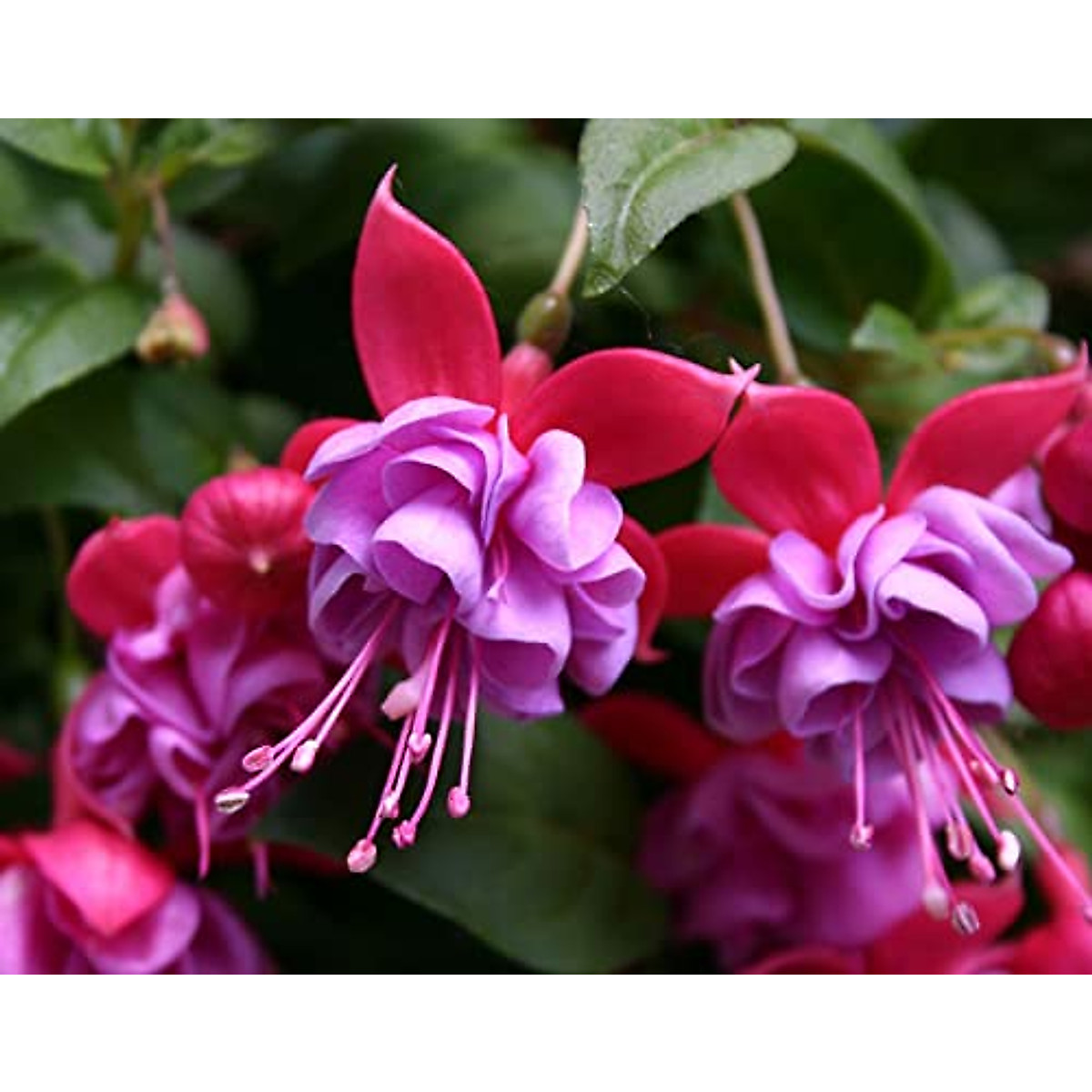 Mixed 100 Seeds Fuchsia Flower Seeds Perennial Home Bonsai