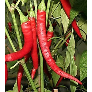 Long Red Thin Cayenne Pepper Seeds for Planting, 100+ Heirloom Seeds Per Packet, (Isla's Garden Seeds), Non GMO Seeds, Botanical Name: Capsicum annuum, Great Home Garden Gift