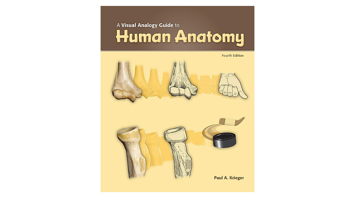 Visual Analogy Guide to Human Anatomy – Learn Anatomy with Visuals