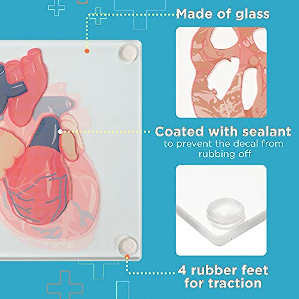 Anatomic Heart Specimen Coasters (Set of 6) - 3D Brain Coaster Set Also Available. Human Anatomy Gifts Medical Student Gifts CNA Gifts for Women Best Gifts for Medical Students Thinkgeek Coasters