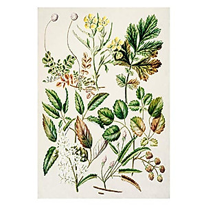Ink Inc. Botanical Prints Floral Wildflowers Wall Art Prints - Set of 9-5x7- Matte - Unframed