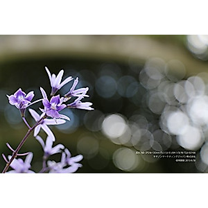 Canon EOS 70D Digital SLR Camera with 18-135mm STM Lens - International Version