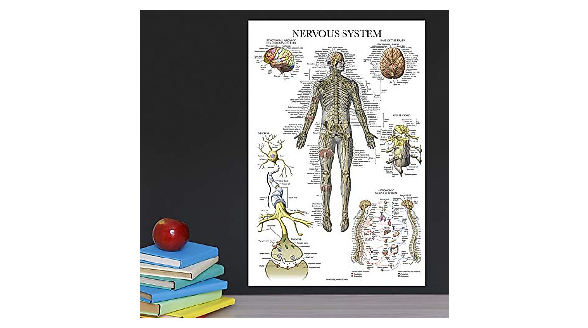 20 Anatomical Posters Set - Human Body Systems Charts for Education