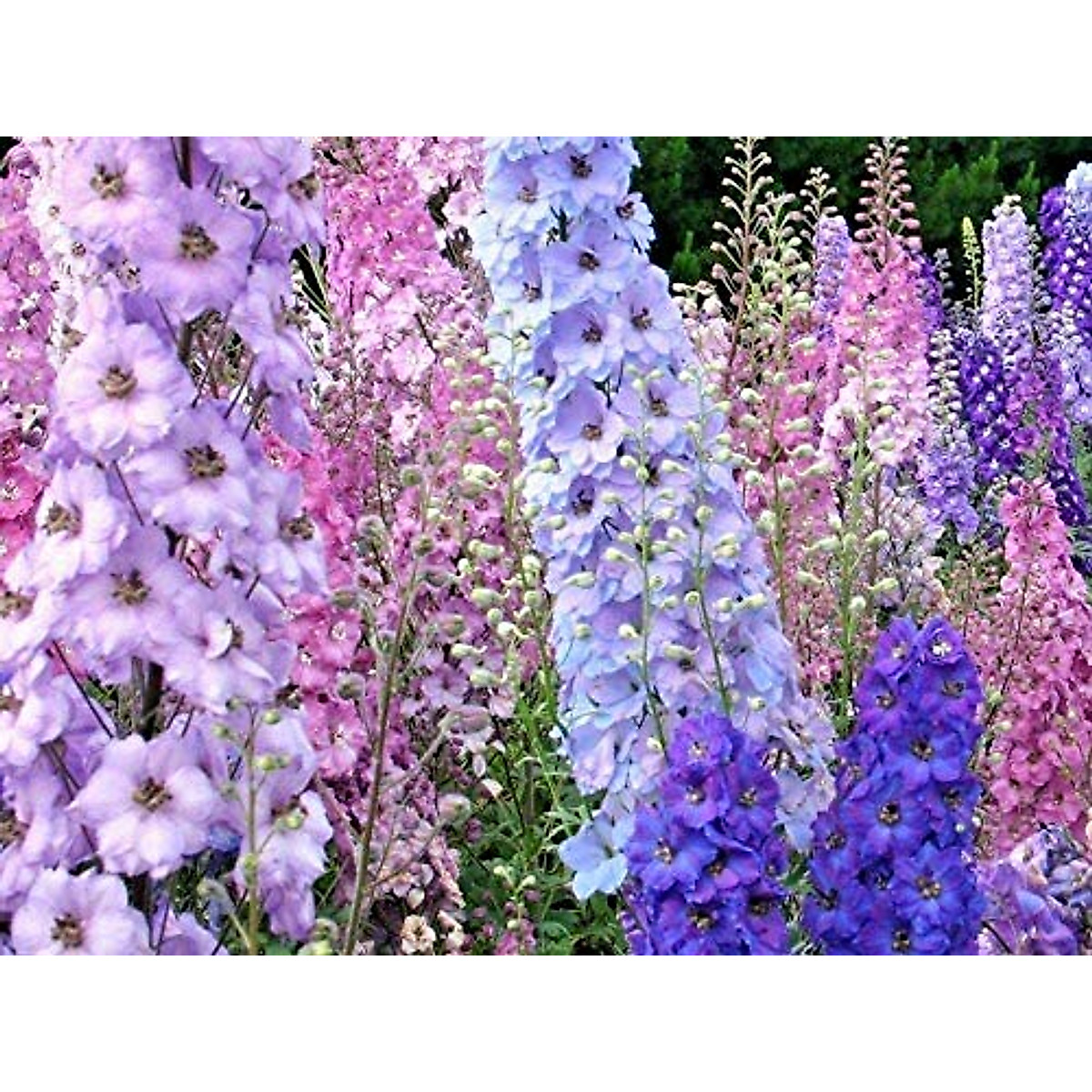 Larkspur Rocket Mix Colors Blend Flower Seeds, 250+ Flower Seeds Per Packet, (Isla's Garden Seeds), Non GMO & Heirloom Seeds, Botanical Name: Delphinium ajacis, Great Home Garden Gift